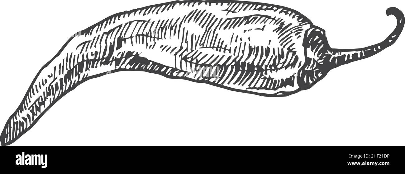 Chilli Hot Spicy Pepper. Hand Drawn Sketch Vegetable Vector ...