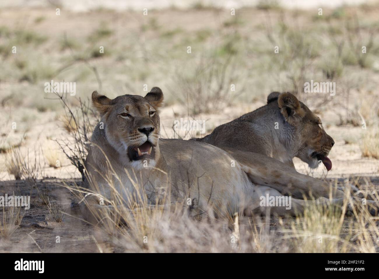 Kgalagadi Transfrontier Park Stock Photo - Alamy