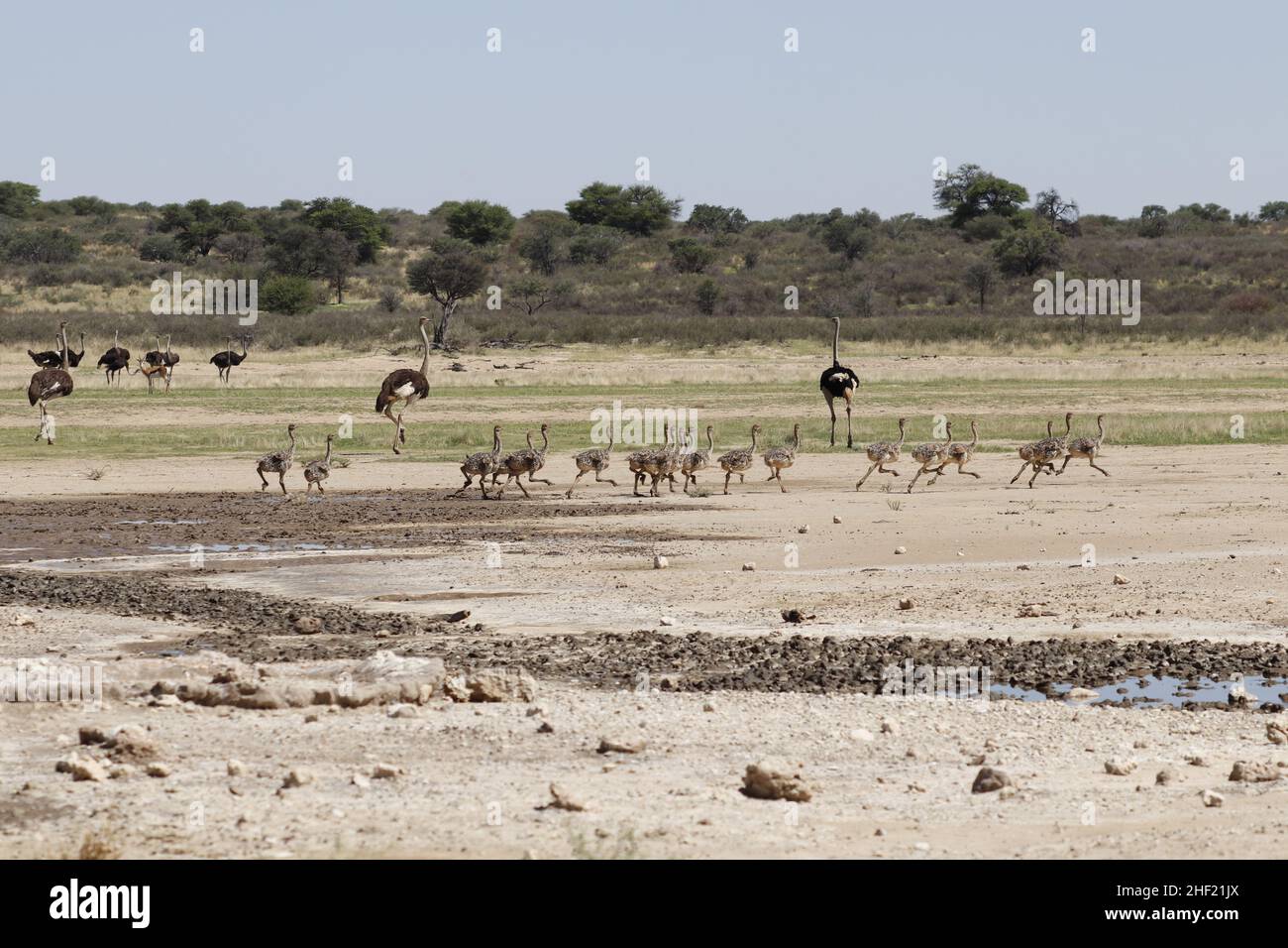 Kgalagadi Transfrontier Park Stock Photo - Alamy