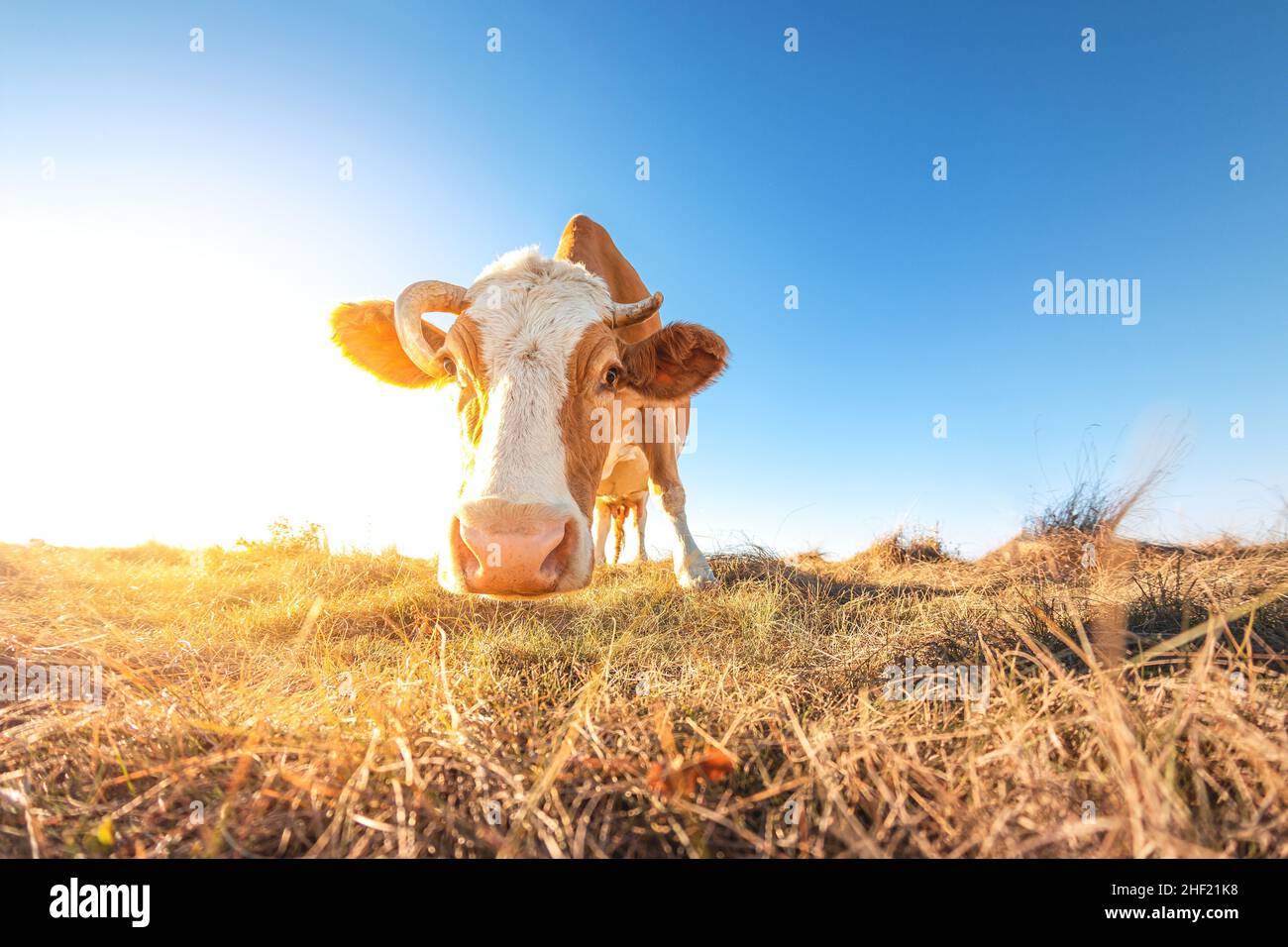 Happy single cow in the meadow during summer sunset. Grazing cows on ...