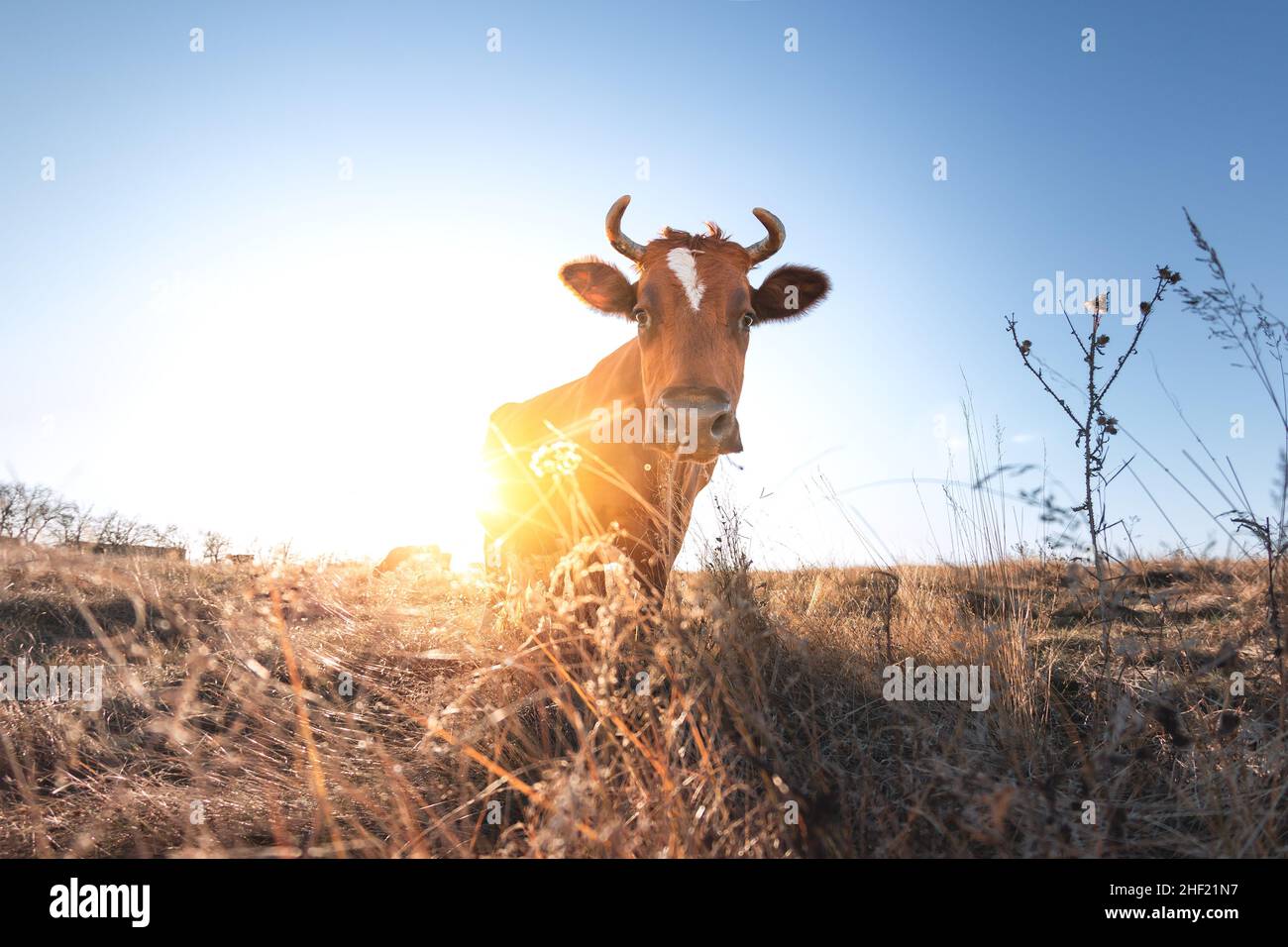 Happy single cow in the meadow during summer sunset. Grazing cows on ...