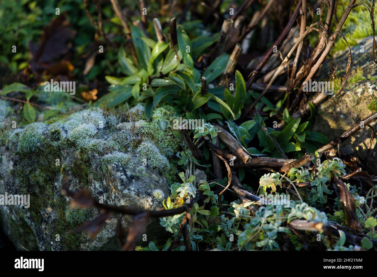 Dry weather gardens hi-res stock photography and images - Alamy