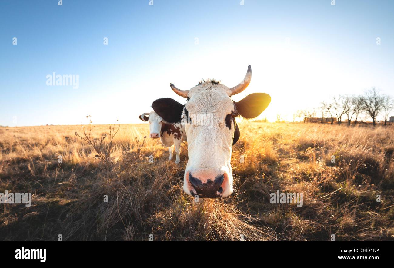 Happy single cow in the meadow during summer sunset. Grazing cows on ...
