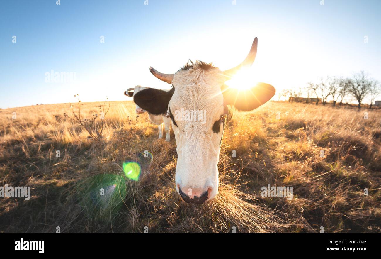 Happy single cow in the meadow during summer sunset. Grazing cows on ...