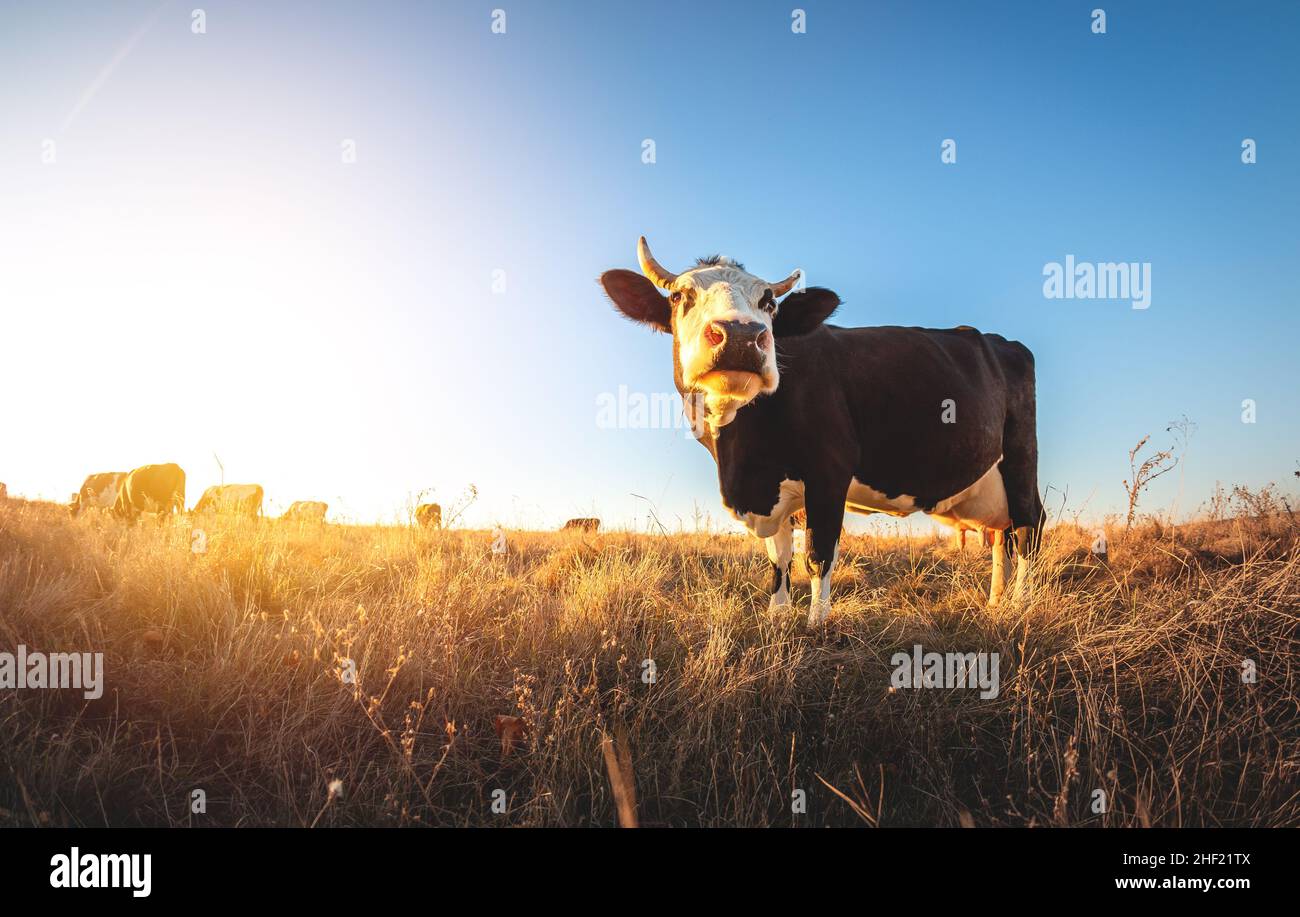 Happy single cow in the meadow during summer sunset. Grazing cows on ...