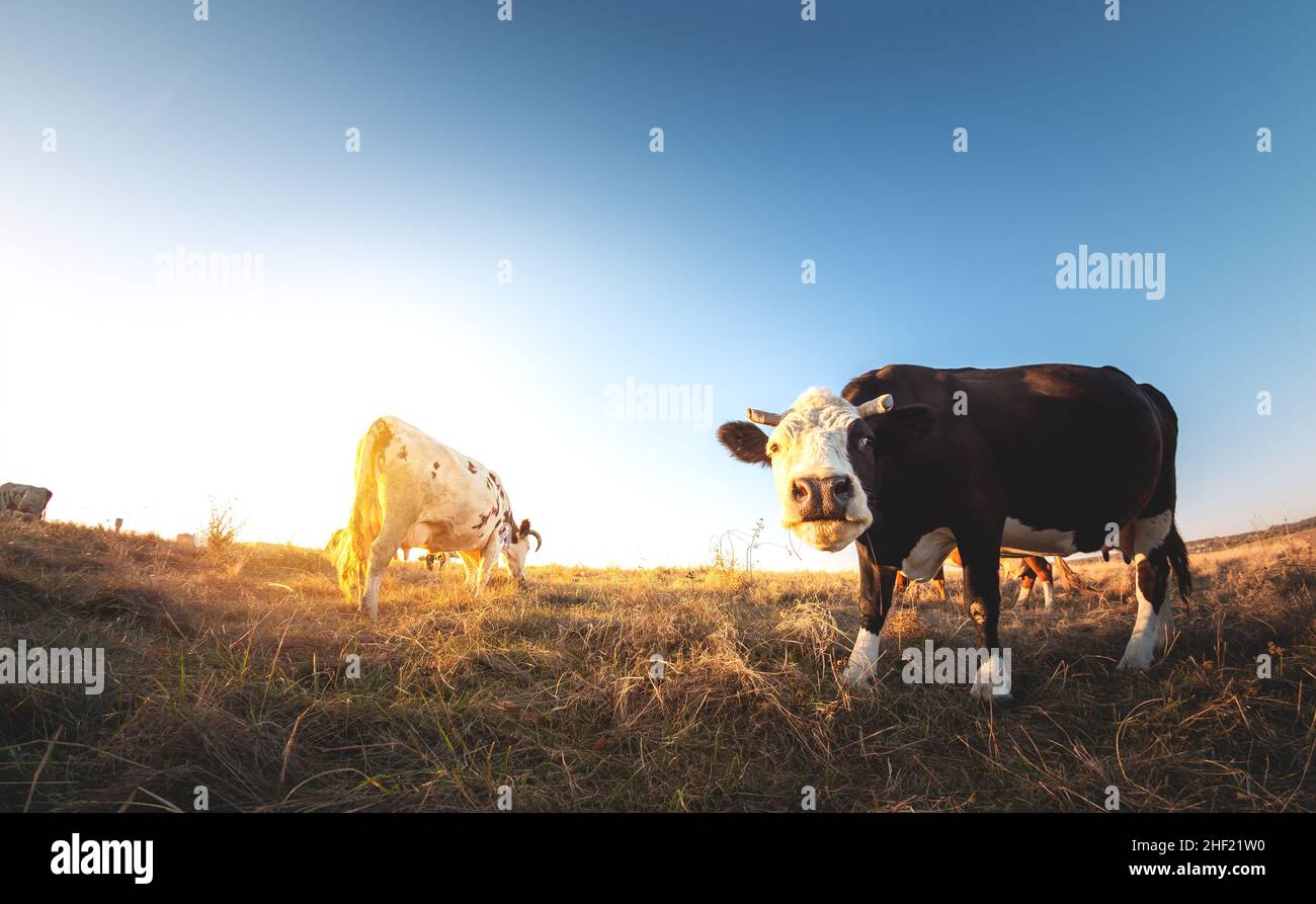 Happy single cow in the meadow during summer sunset. Grazing cows on ...