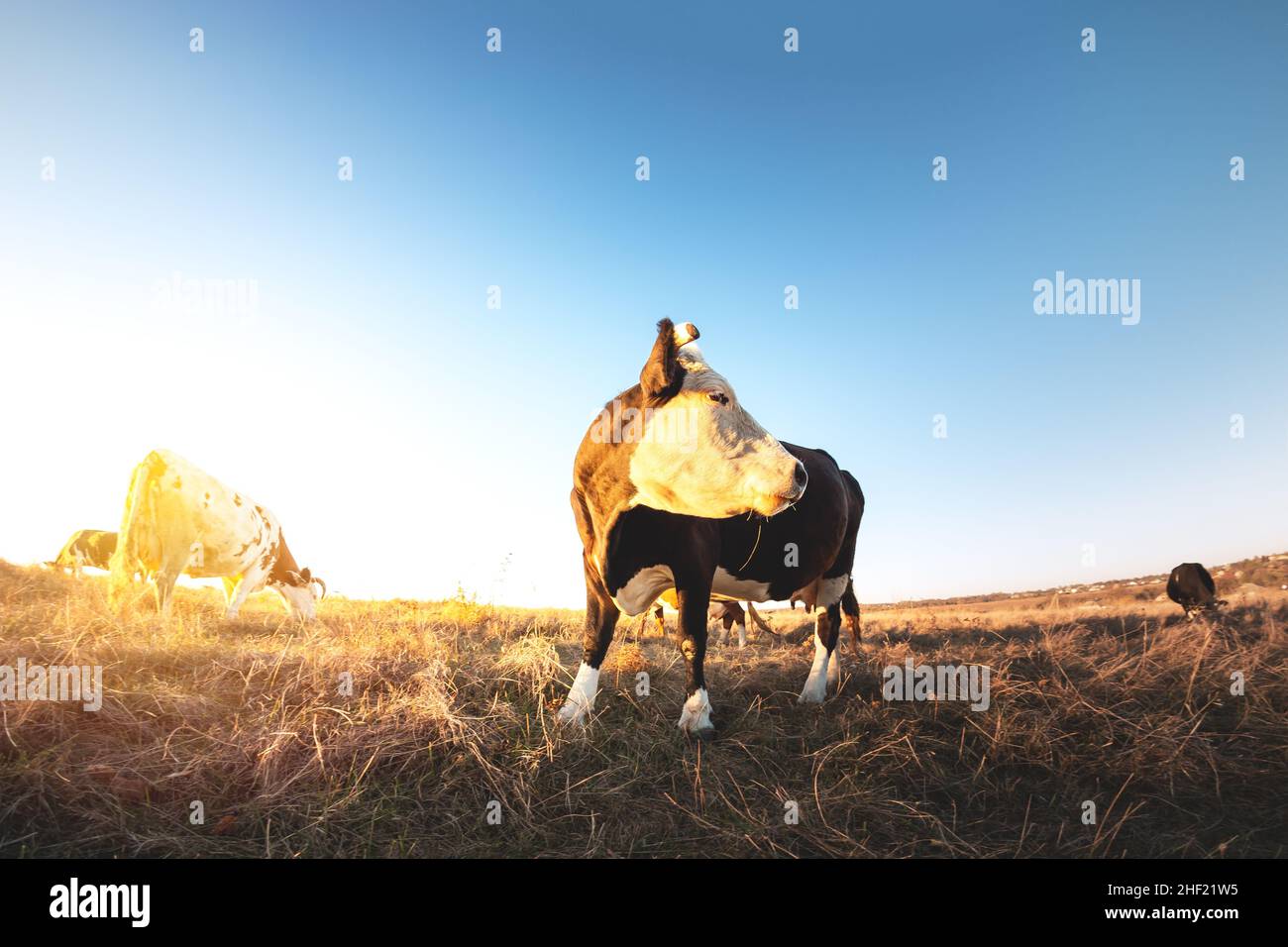 Happy single cow in the meadow during summer sunset. Grazing cows on ...