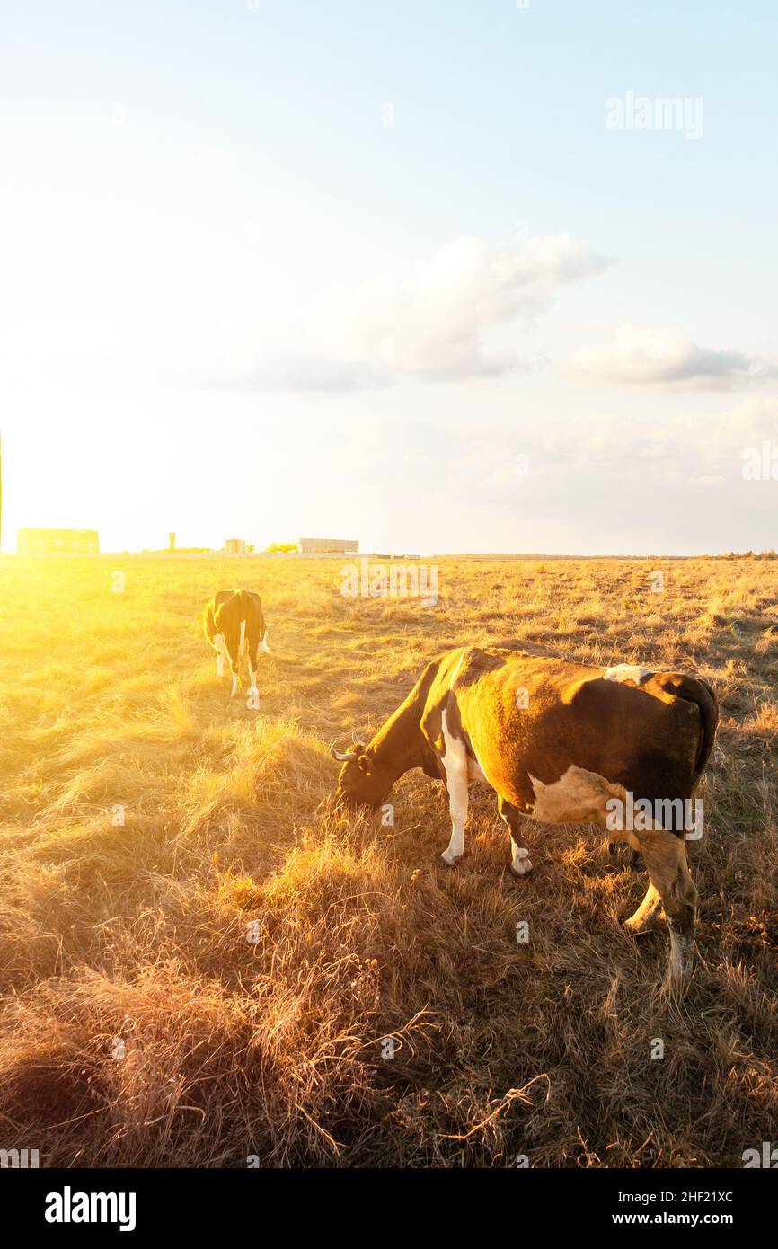 Happy single cow in the meadow during summer sunset. Grazing cows on ...