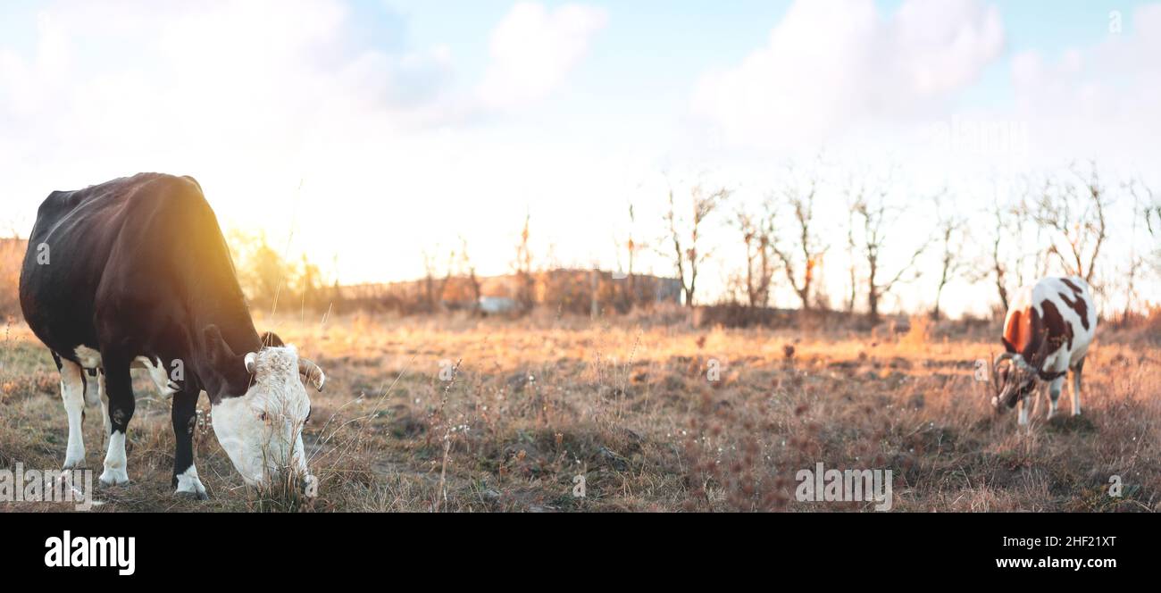 Happy single cow in the meadow during summer sunset. Grazing cows on ...
