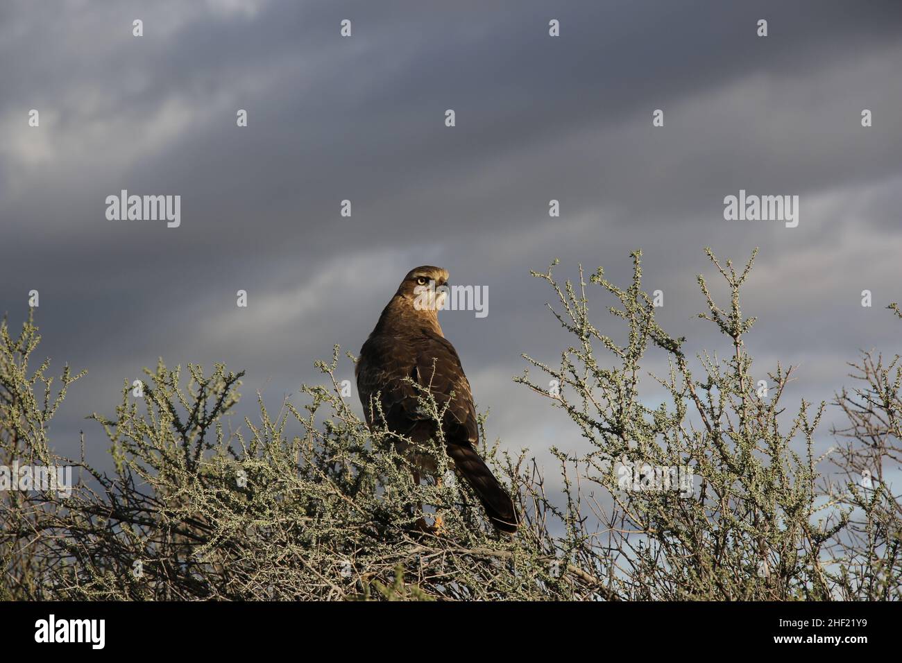 Kgalagadi Transfrontier Park Stock Photo - Alamy