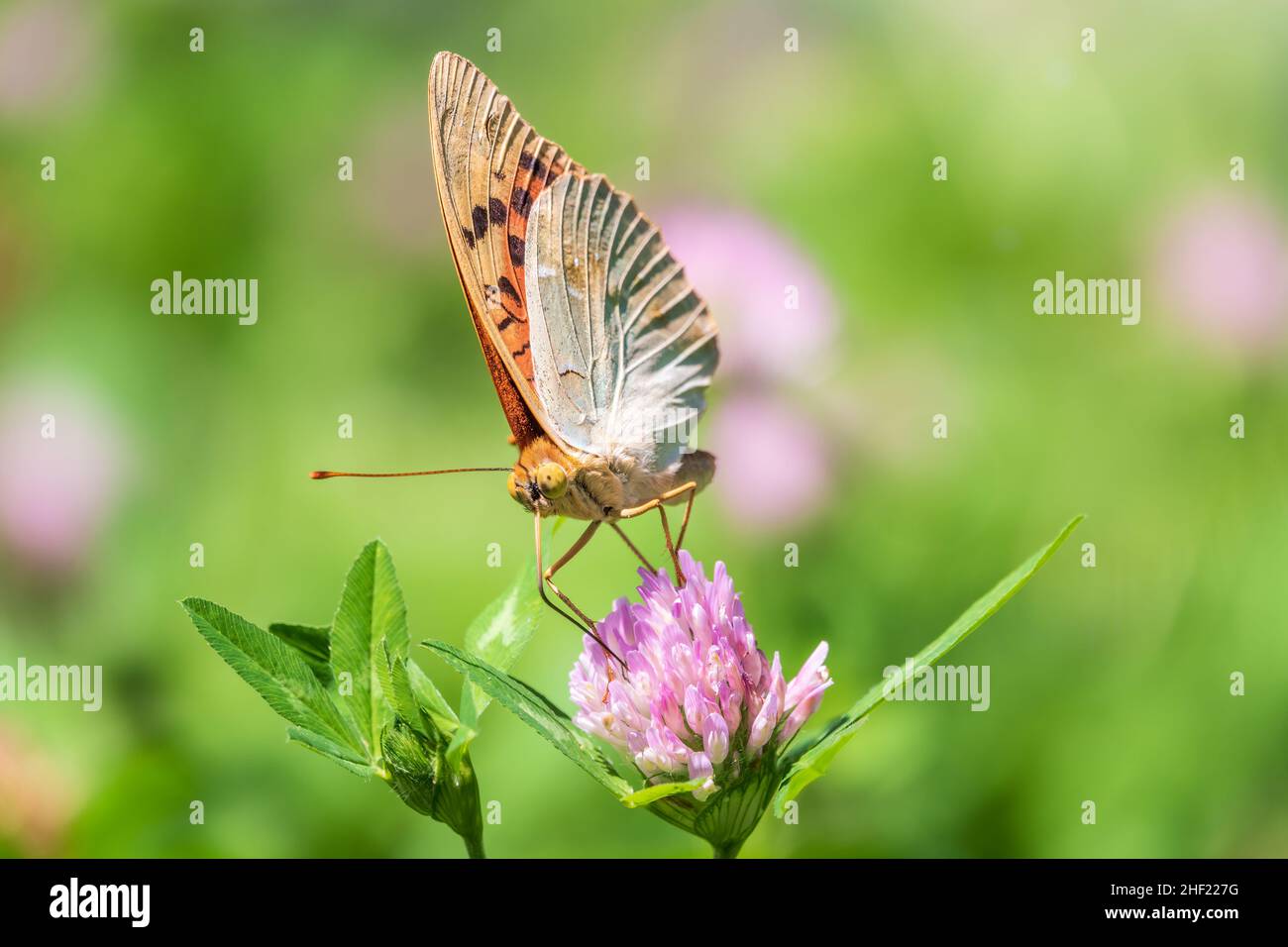 The dark green fritillary butterfly collects nectar on flower. Speyeria ...