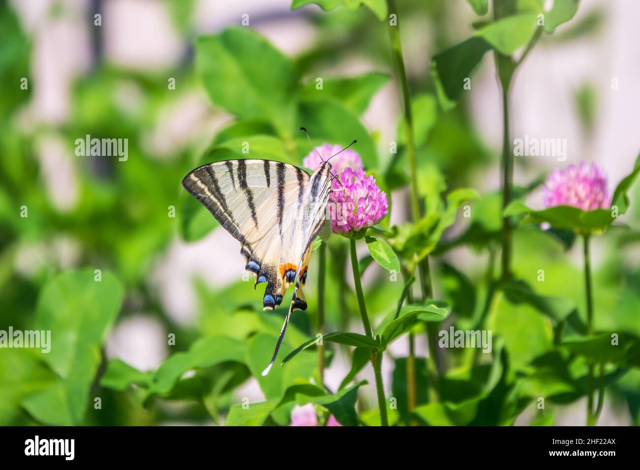 Beautiful Butterfly Scarce Swallowtail, Sail Swallowtail, Pear-tree ...