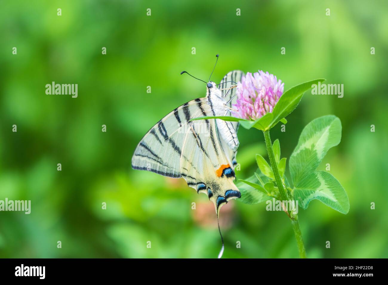 Beautiful Butterfly Scarce Swallowtail, Sail Swallowtail, Pear-tree ...