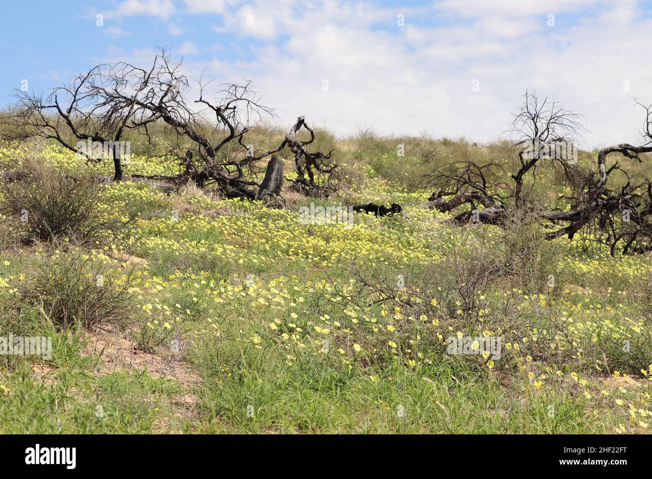 Kgalagadi Transfrontier Park Stock Photo - Alamy