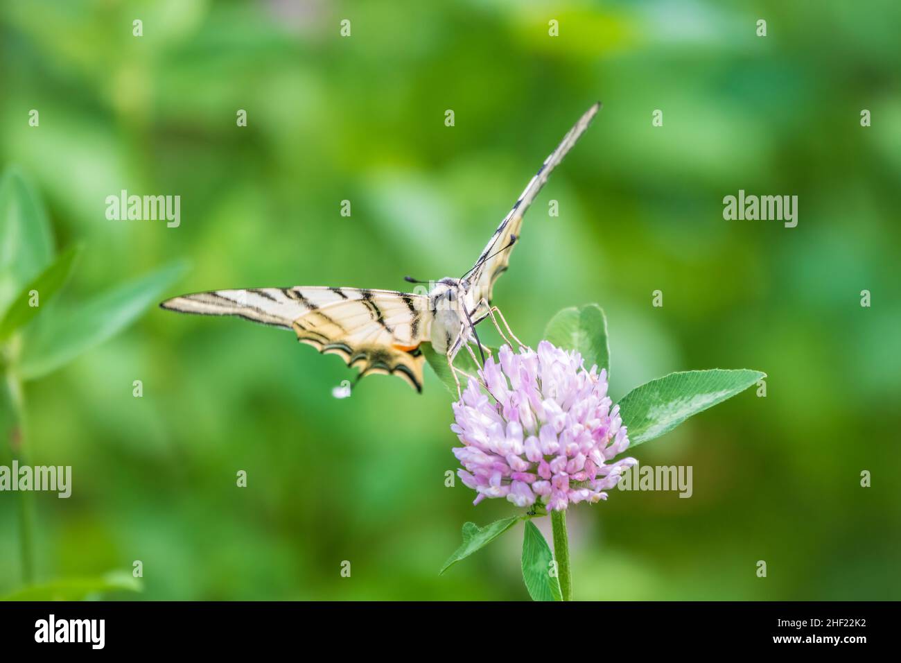 Beautiful Butterfly Scarce Swallowtail, Sail Swallowtail, Pear-tree ...