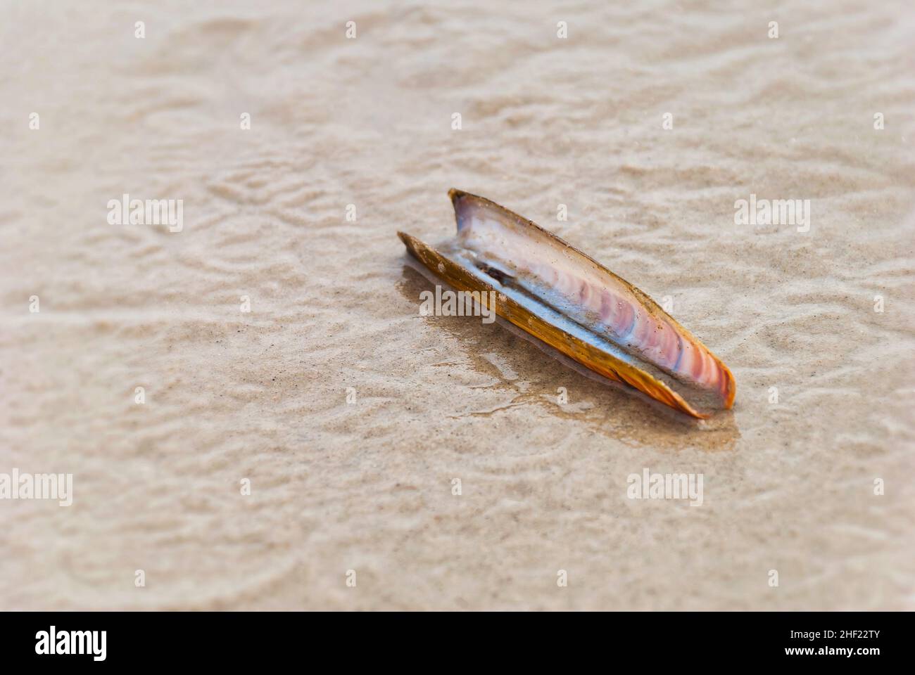 Single Razor shell lying on the beach Stock Photo - Alamy