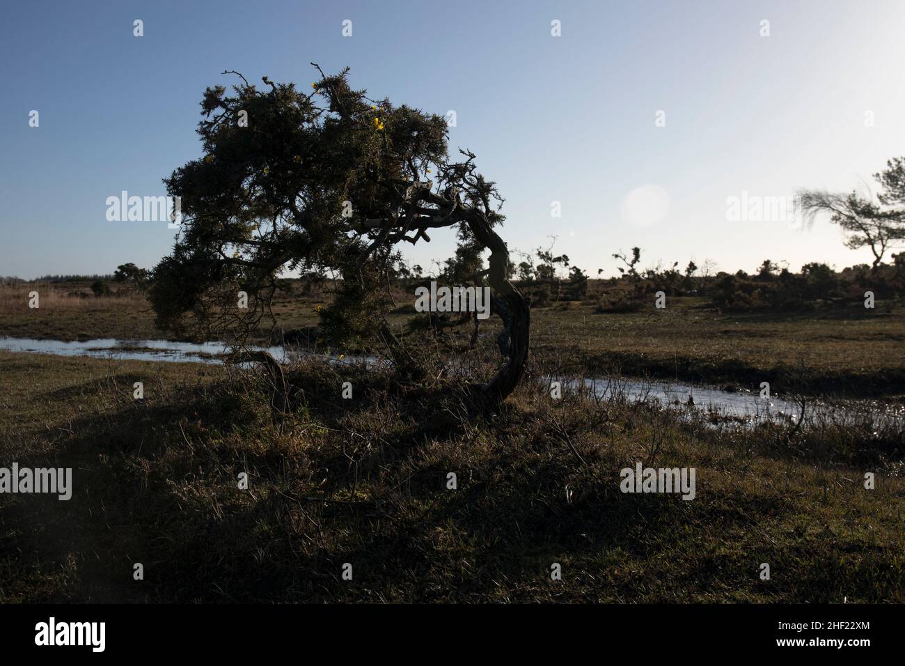 The New Forest Heathland Stock Photo - Alamy