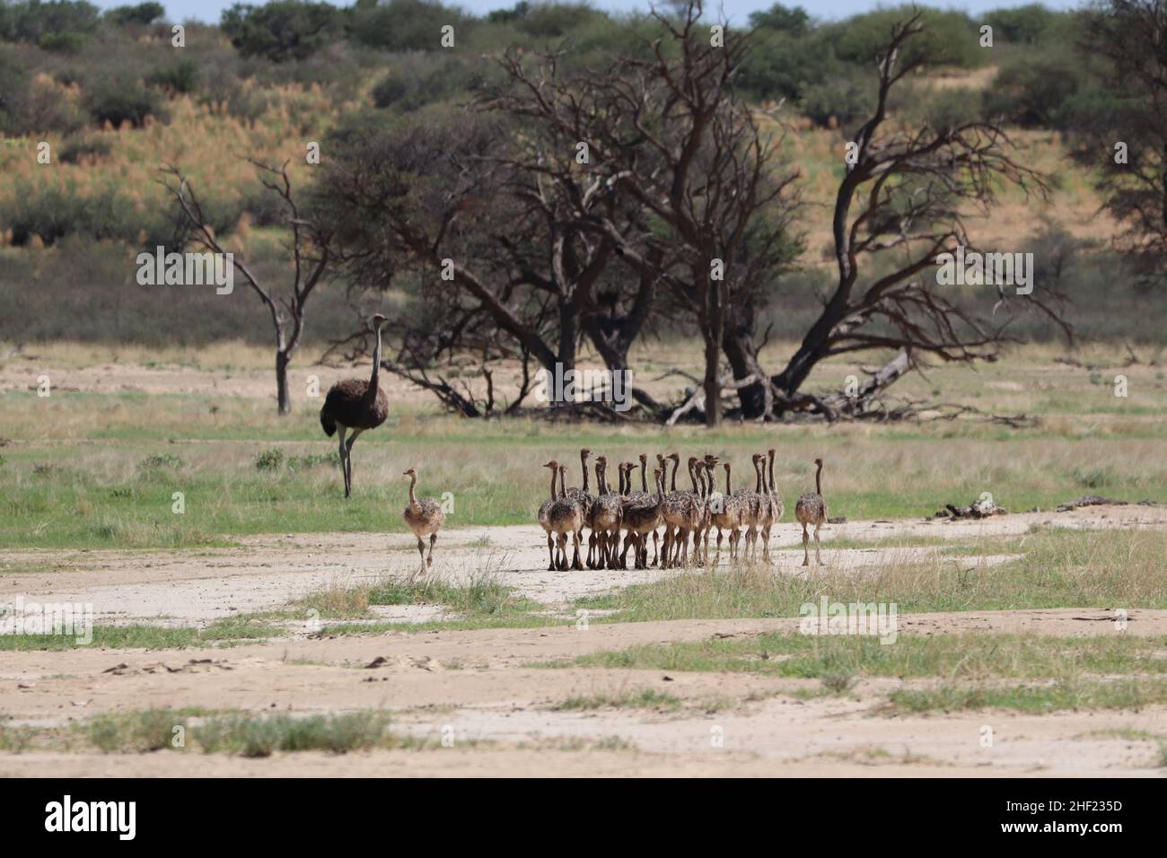 Kgalagadi Transfrontier Park Stock Photo - Alamy
