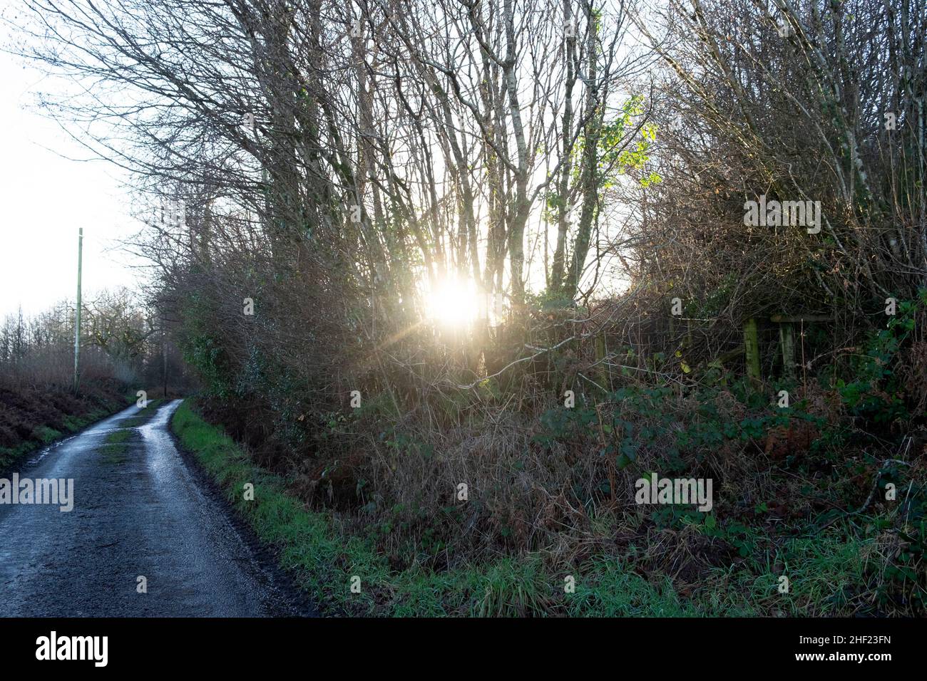 Country lane road view in winter sunshine breaking through trees in ...
