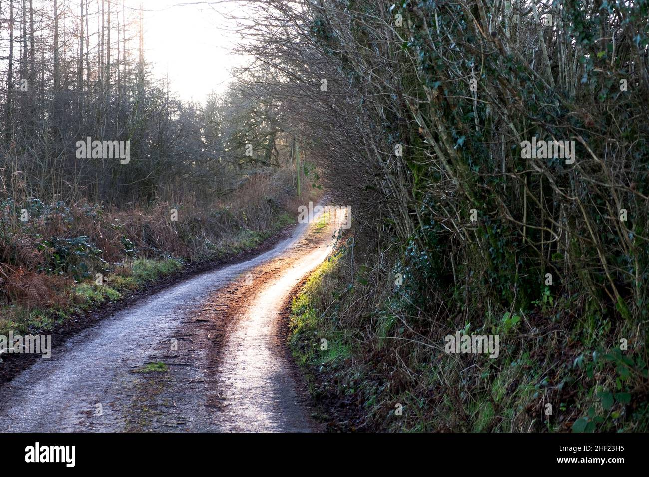 Country lane road view in winter sunshine January 2022 Carmarthenshire ...