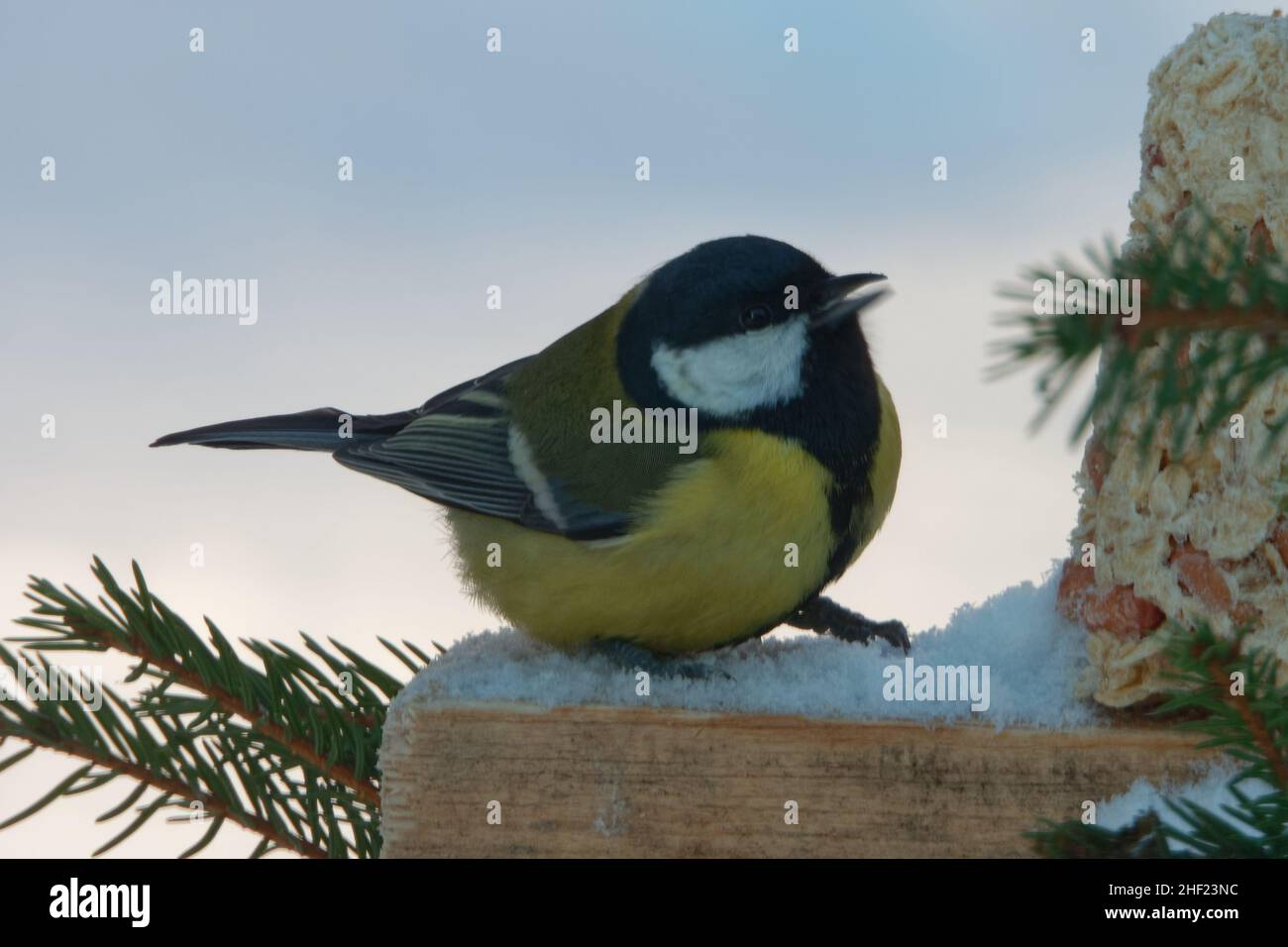 Great tit (Parus major) is a passerine bird in the tit family Paridae ...