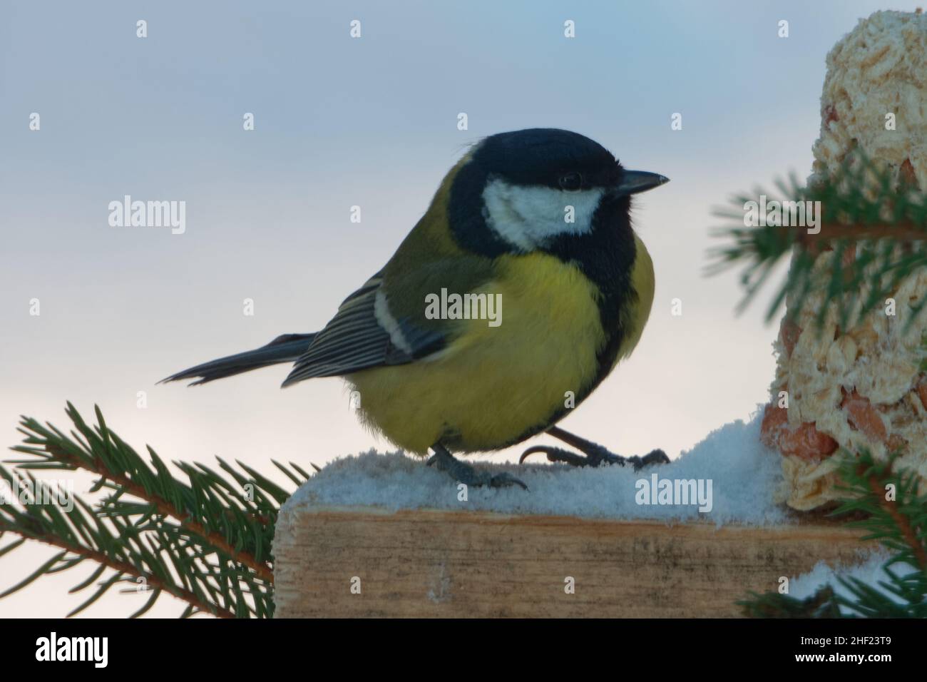 Great tit (Parus major) is a passerine bird in the tit family Paridae ...