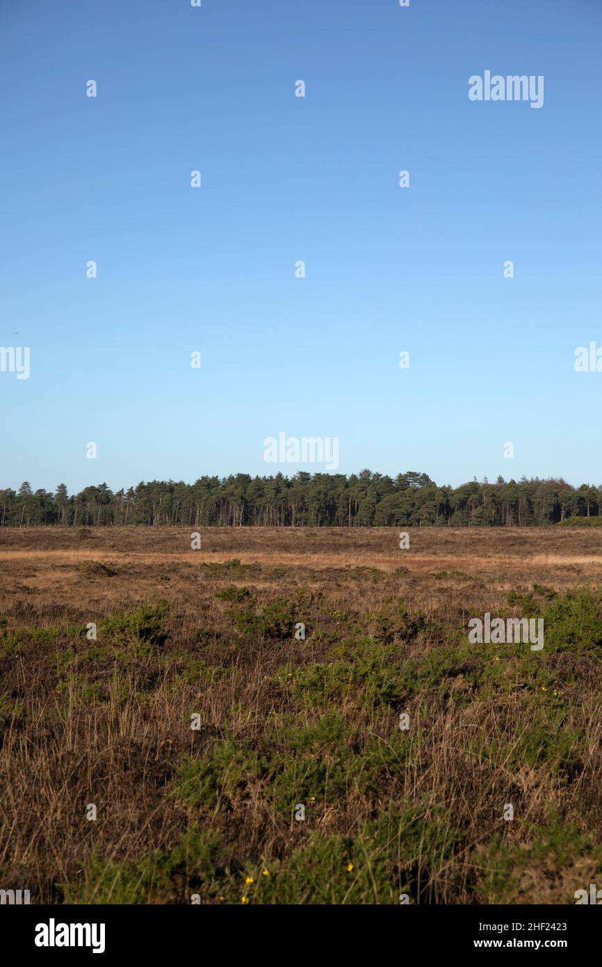 The New Forest Heathland Stock Photo - Alamy