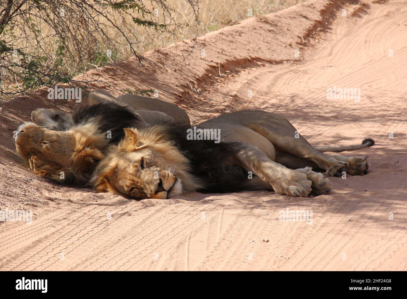 Kgalagadi Transfrontier Park Stock Photo - Alamy