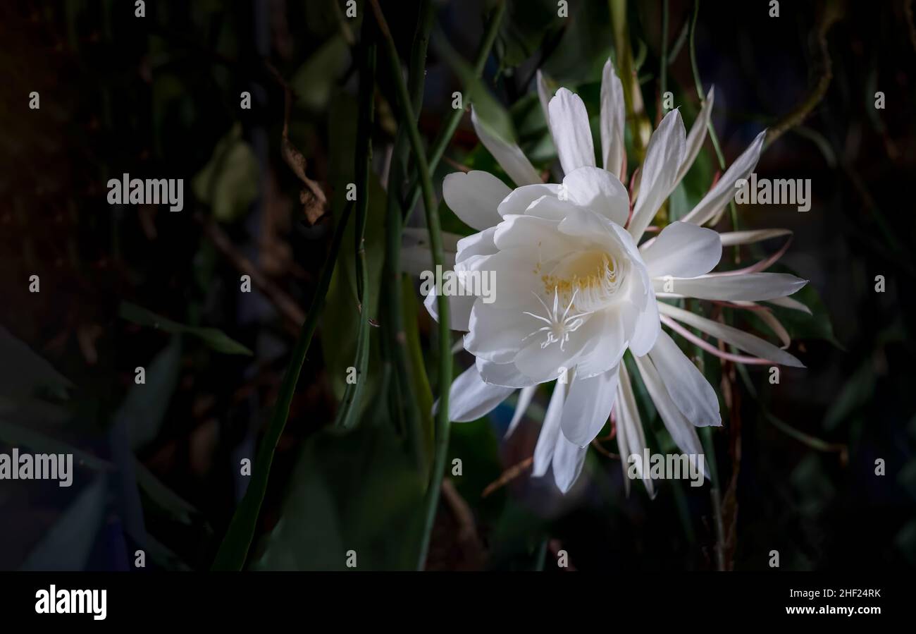 Front view of a white blossom queen of the night (Epiphyllum oxypetalum ...