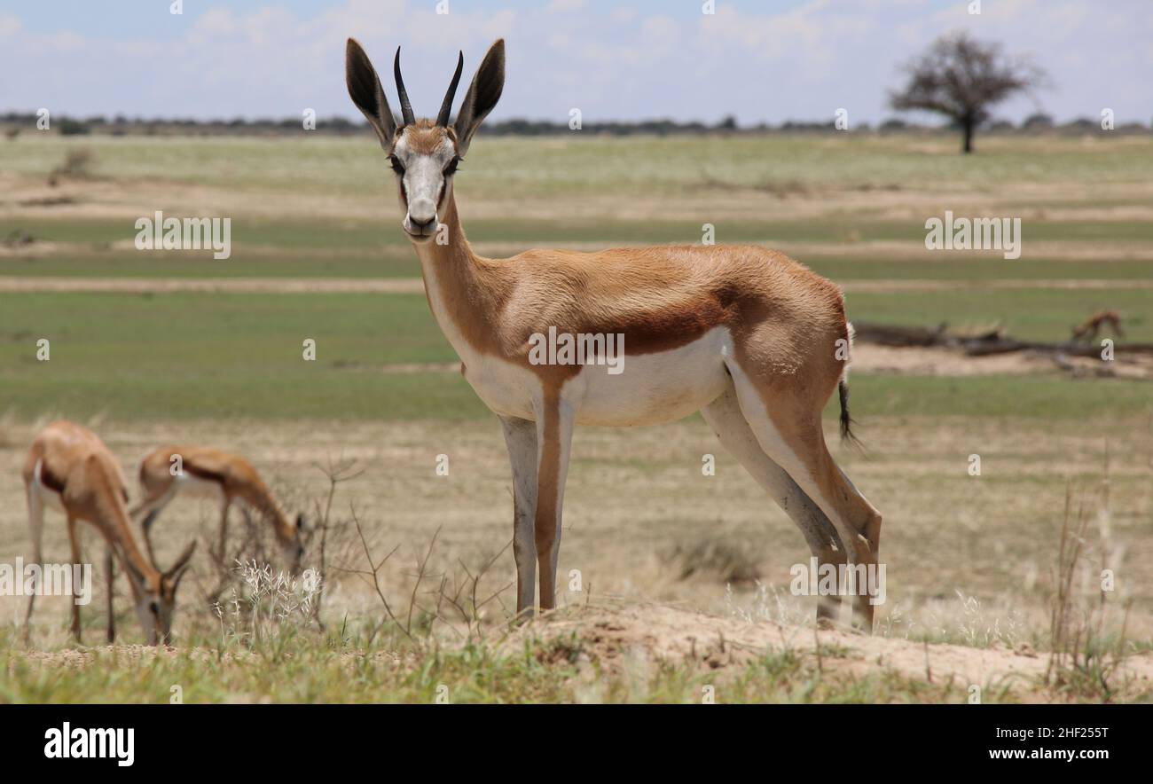 Kgalagadi Transfrontier Park Stock Photo - Alamy