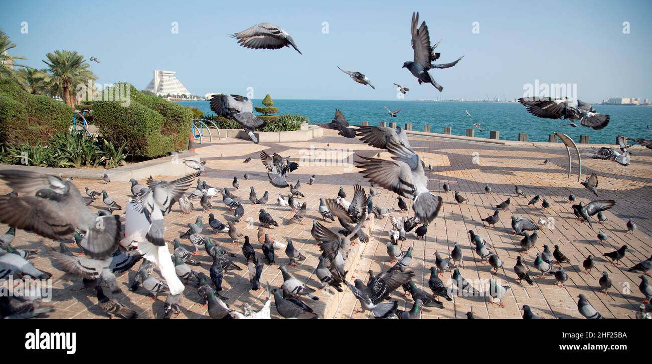 Doha corniche Sky line / QATAR Stock Photo - Alamy