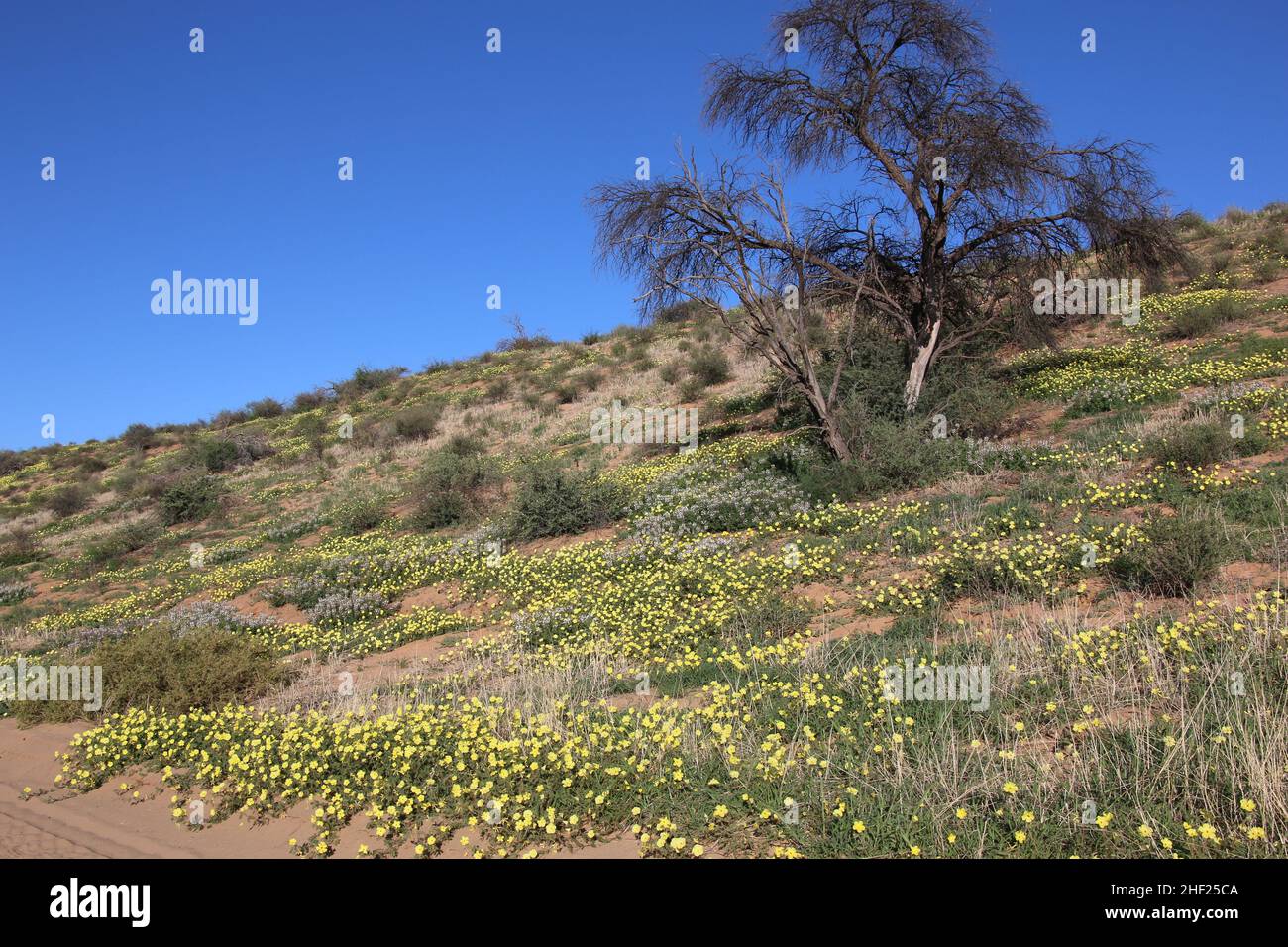 Kgalagadi transfrontier park flowers hi-res stock photography and ...