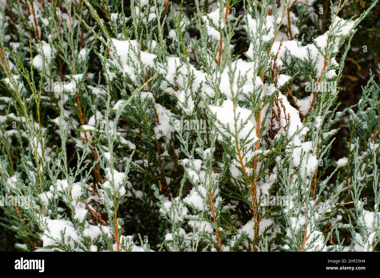 Garden ornamental shrubs under white snow. Studio Photo Stock Photo - Alamy