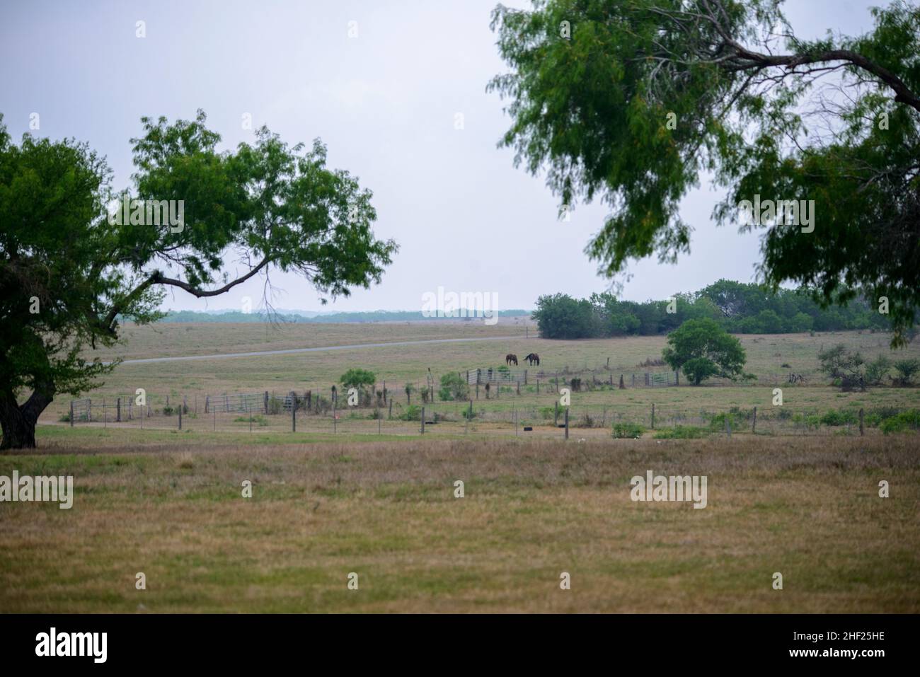 King Ranch and Rare birds of South Texas in Spring Stock Photo - Alamy