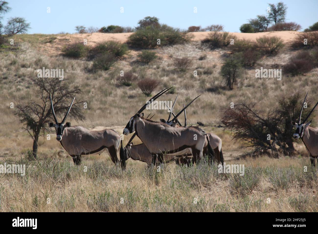 Kgalagadi Transfrontier Park Stock Photo - Alamy