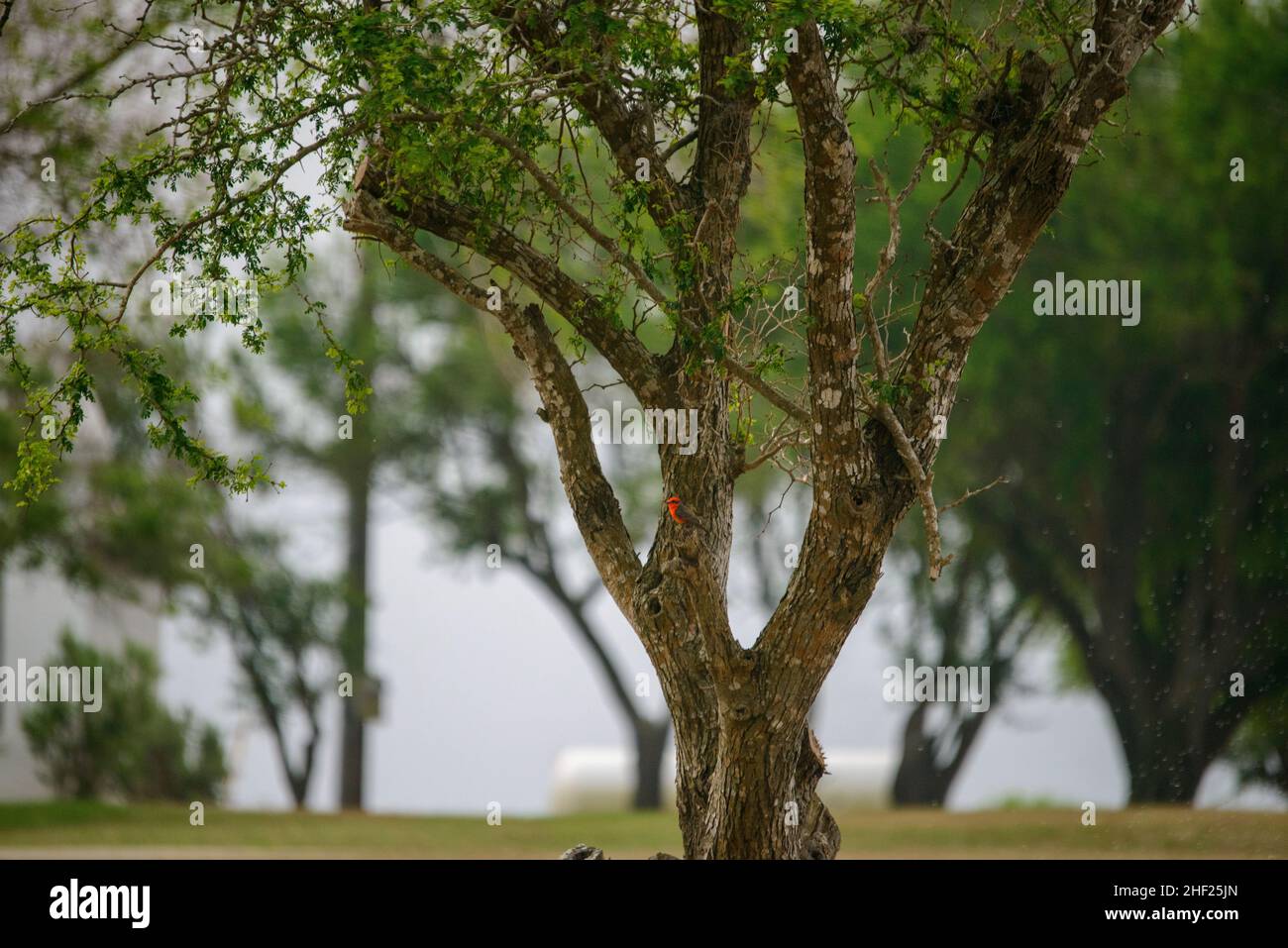 Rare birds of South Texas in Spring Stock Photo - Alamy
