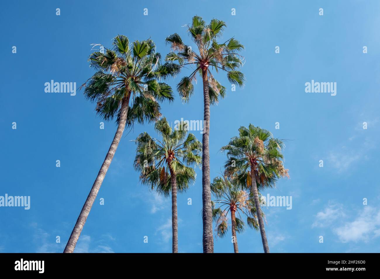 Looking up at a cluster of tall, healthy palm trees against a blue sky ...