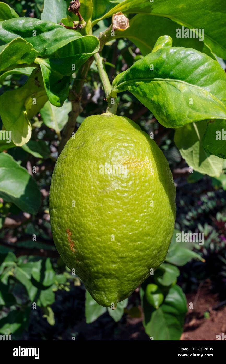 Large Green Citrus Fruit