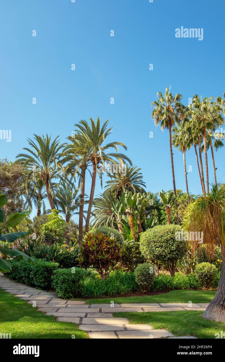 Beautiful garden with tall palm trees, robust succulents and tropical ...