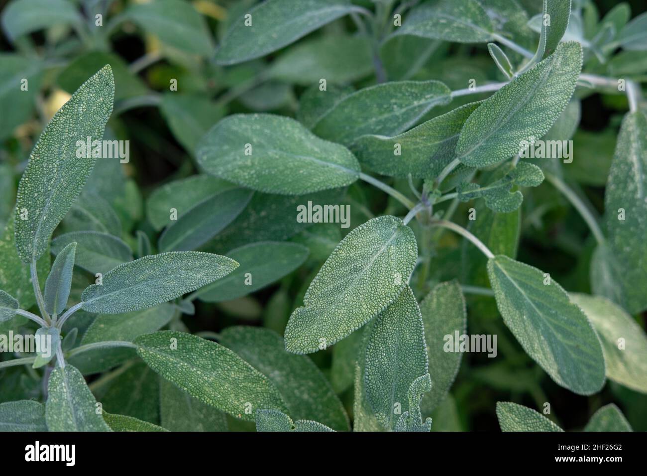 Sage or Salvia officinalis growing in the garden, fresh aromatic herb ...
