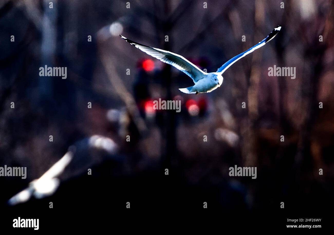 Sea bird in flight over cliffs Stock Photo - Alamy