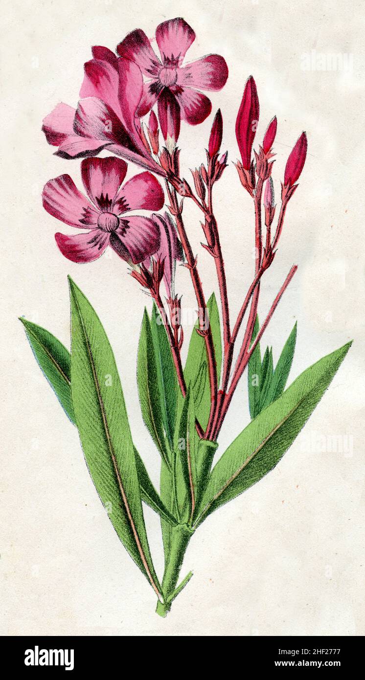 oleander Nerium oleander, (botany book, ), Oleander Stock Photo - Alamy