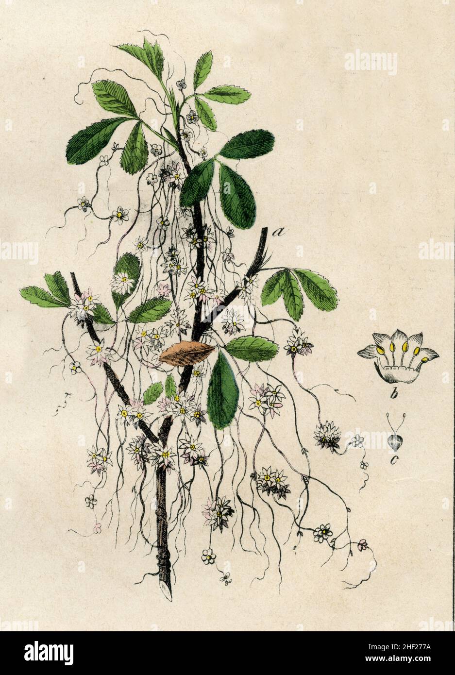 Flachs seide hi-res stock photography and images - Alamy