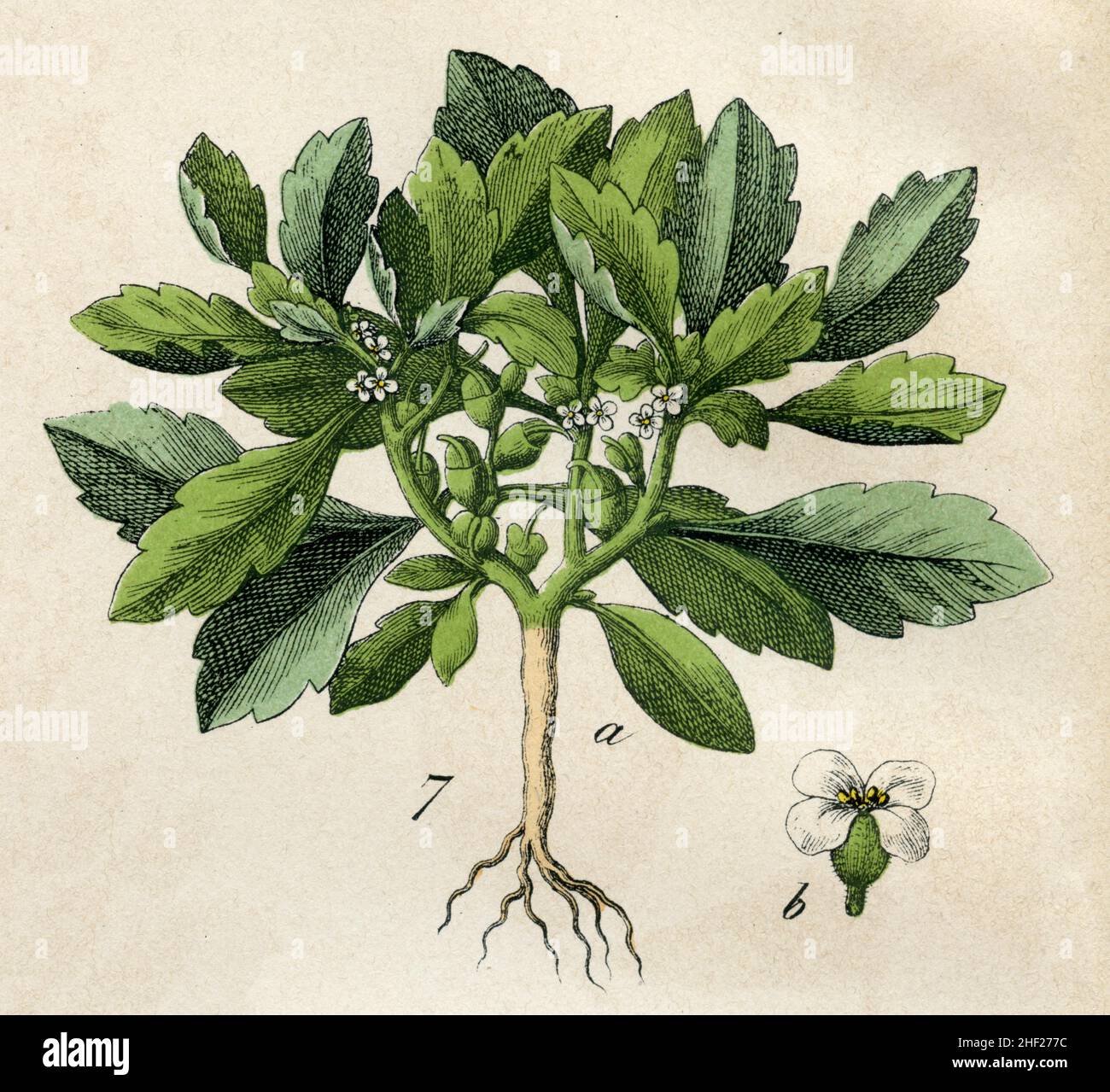 Anastatica hierochuntica syn anastatica hierochuntia hi-res stock ...