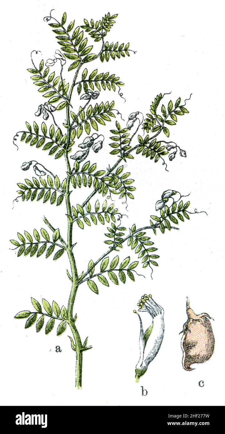 Linse hi-res stock photography and images - Alamy