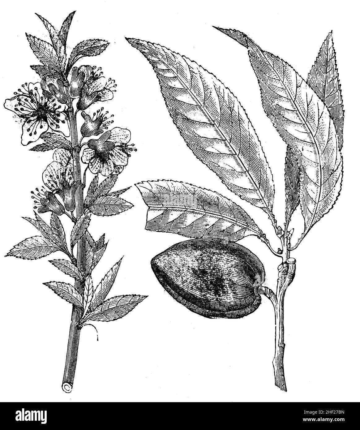 Prunus dulcis woodcut Cut Out Stock Images & Pictures - Alamy