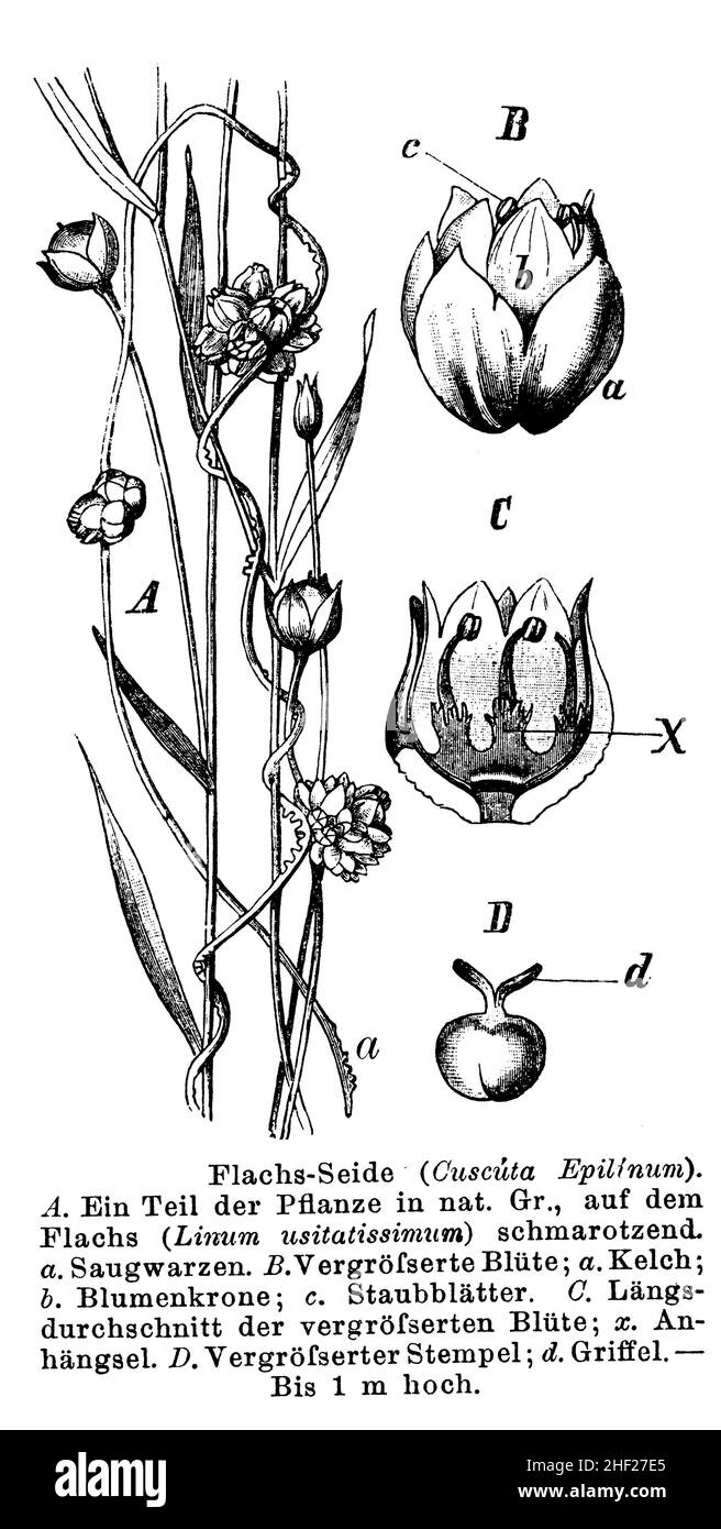 Cuscute du lin hi-res stock photography and images - Alamy