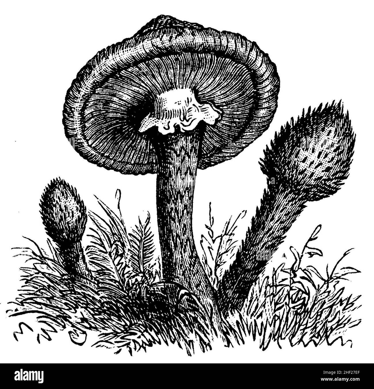 , Agaricus melleus, (encyclopedia, 1893), Hallimasch Stock Photo - Alamy
