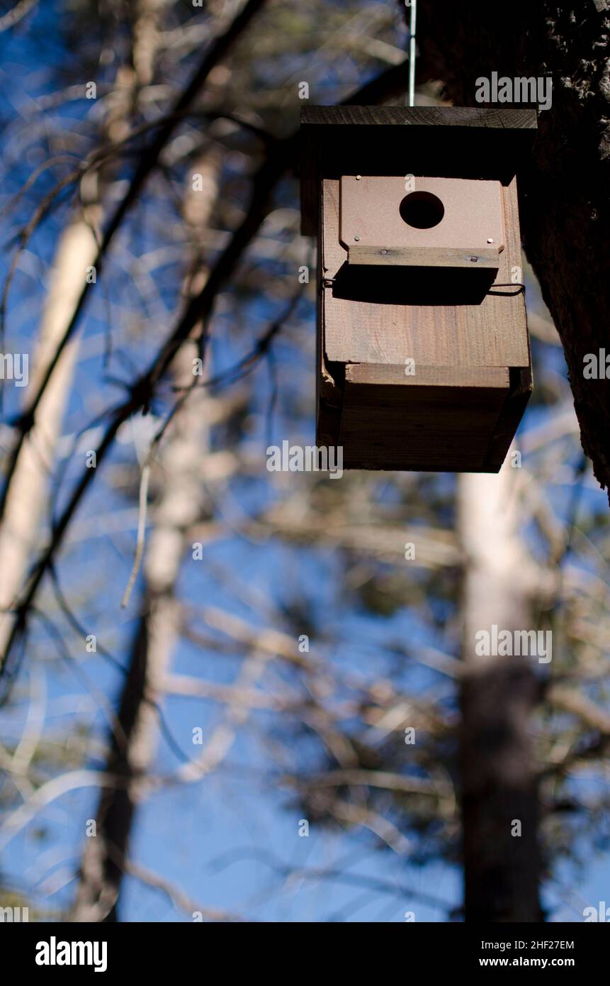 wooden bird house or shed hanging from a tree in a pine forest Stock ...
