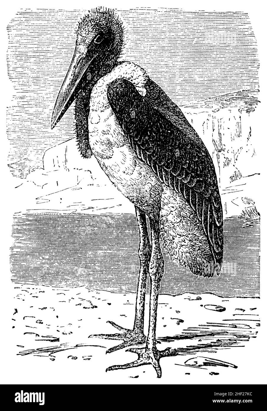 Illustration marabu hi-res stock photography and images - Alamy